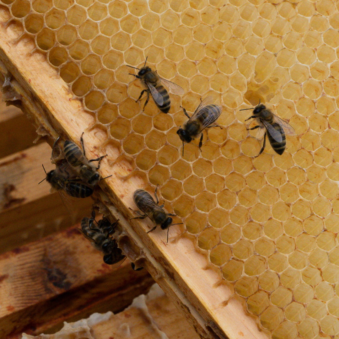 Story – The Honey Project