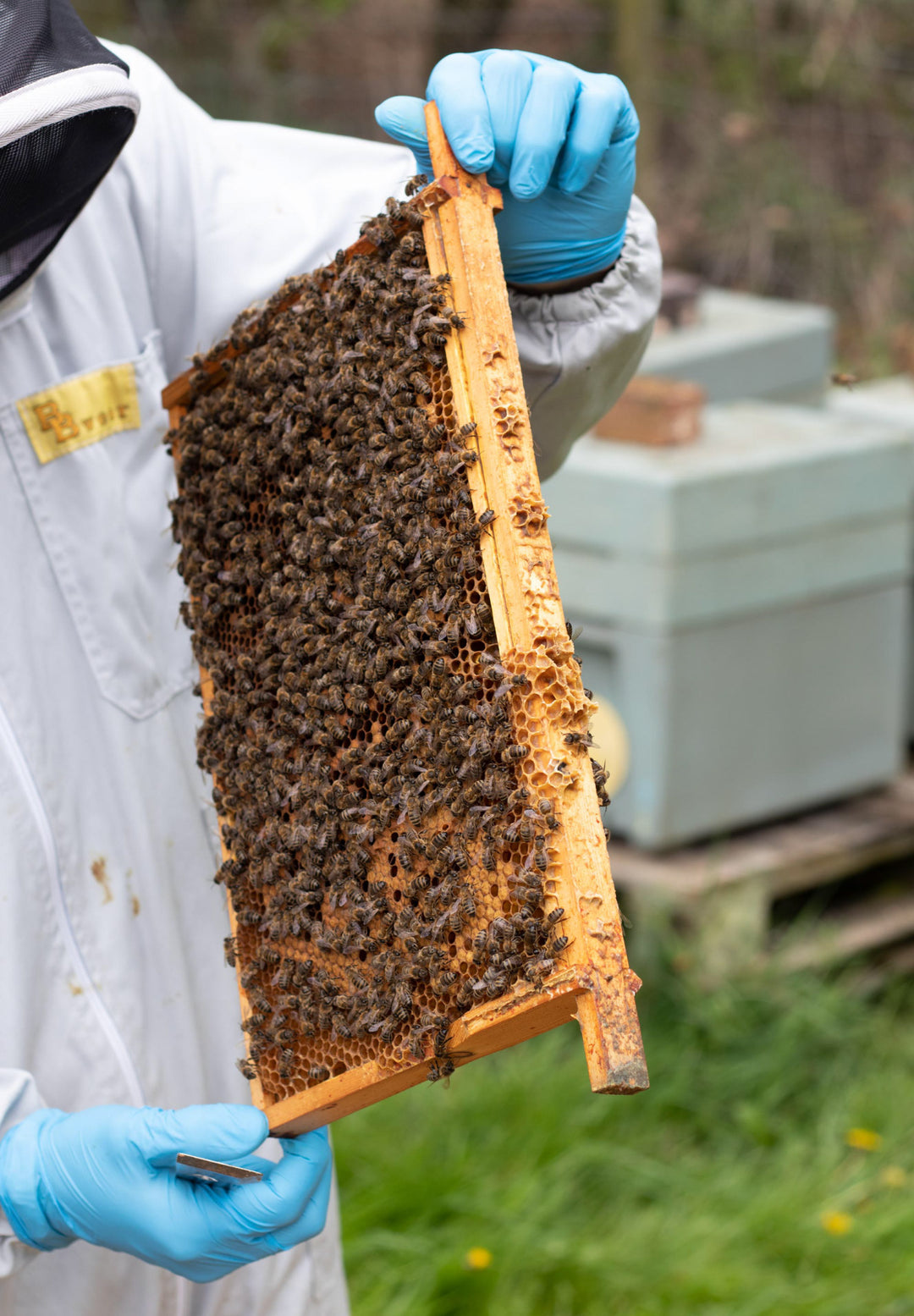 The Honey Project